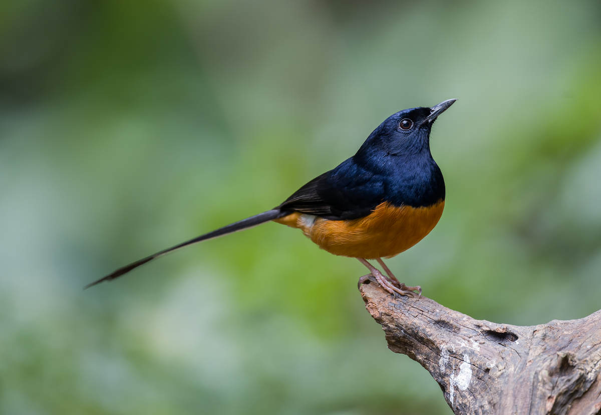 Birding Nonggang, Guangxi, China - part 2 - 10,000 Birds