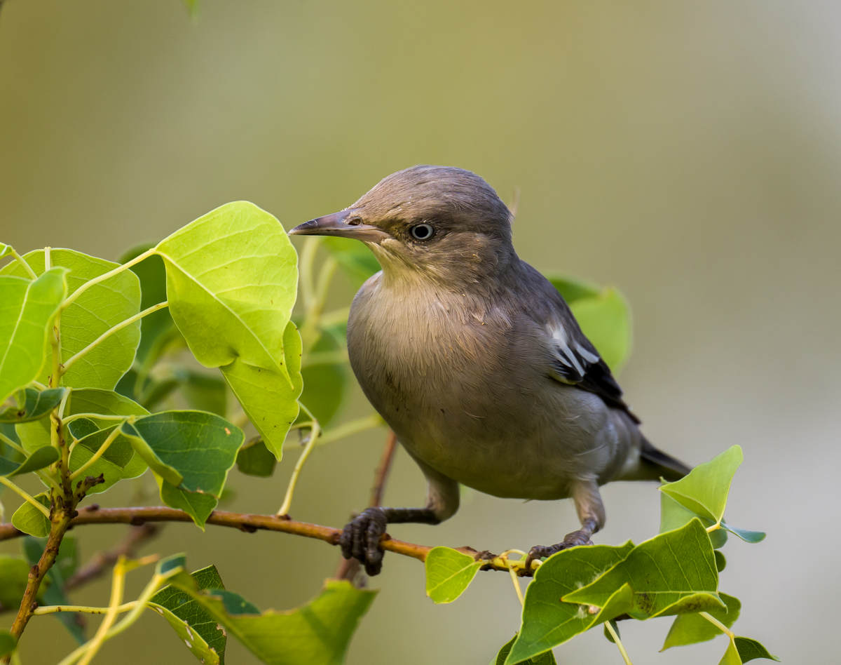 Birding Shanghai in September 2022 - 10,000 Birds