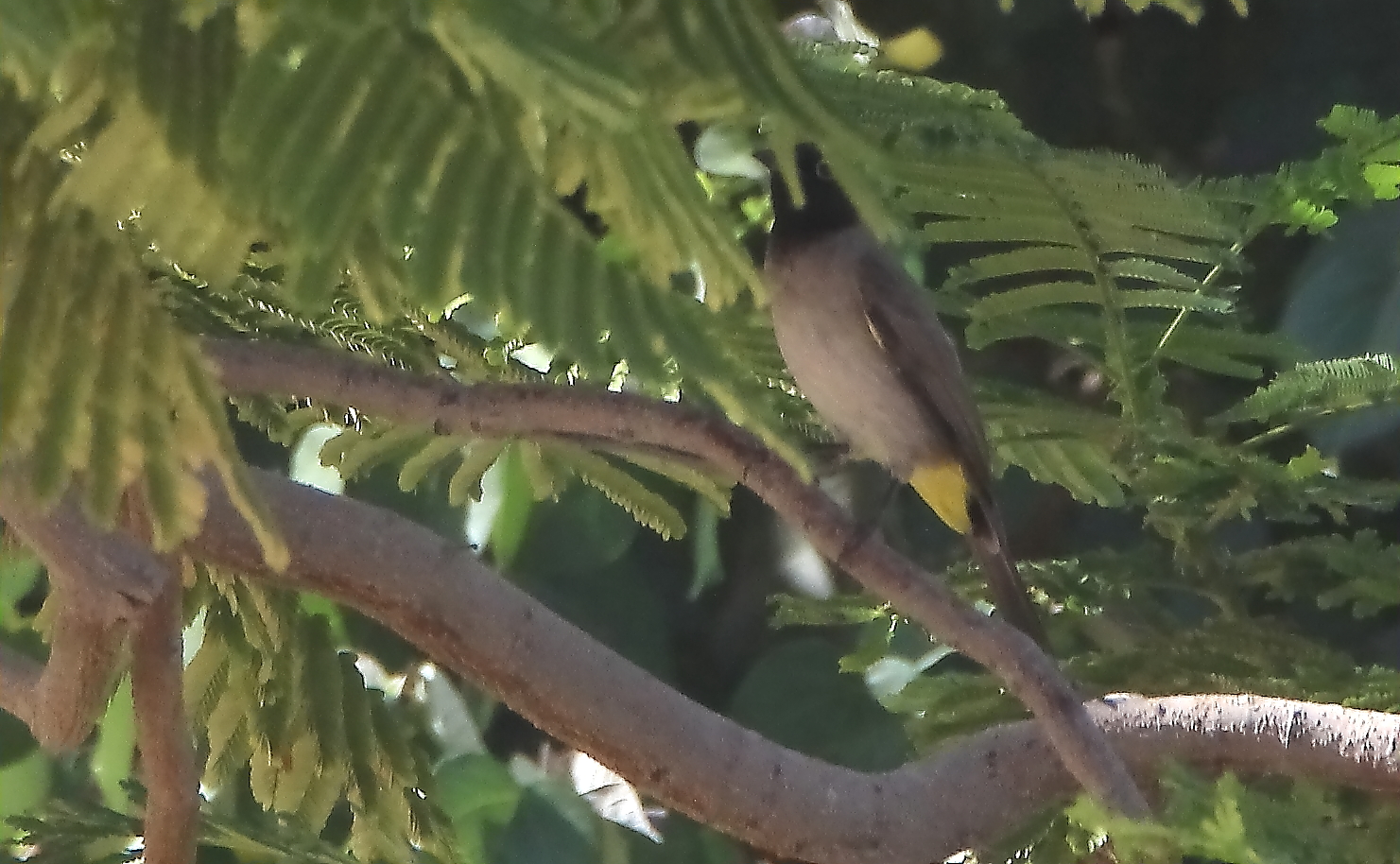A Few Jordanian Birds - 10,000 Birds