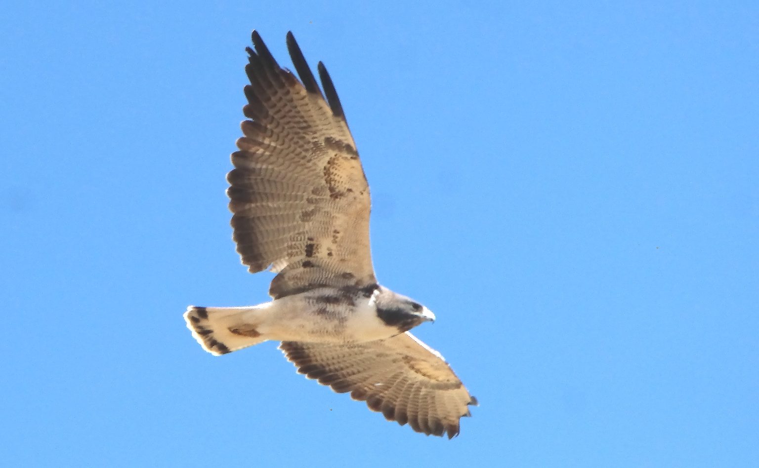 What’s up with the Hook-billed Kites? - 10,000 Birds