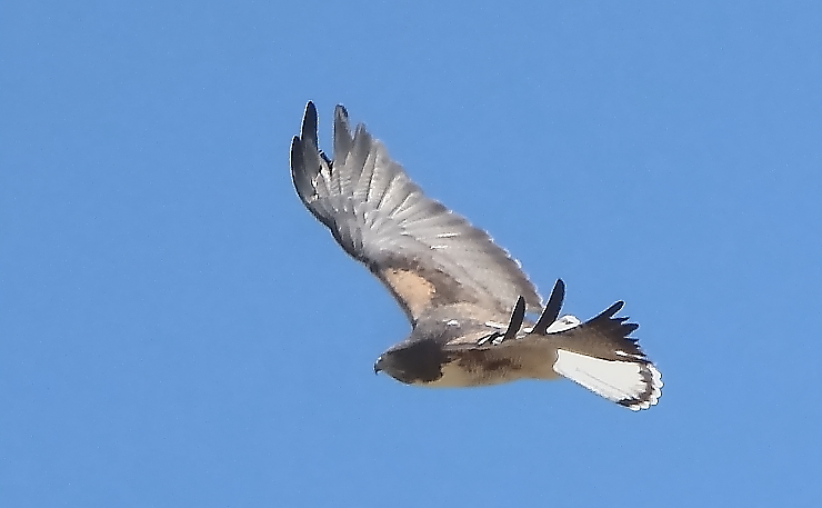 What’s up with the Hook-billed Kites? - 10,000 Birds