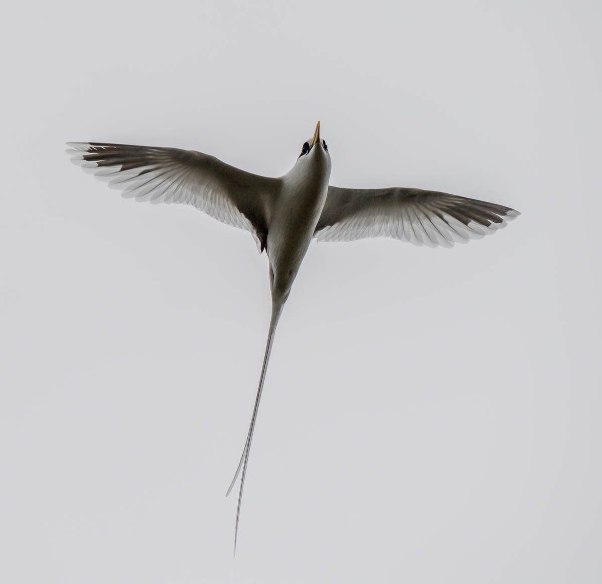 A few hours of birding on Mauritius Island - 10,000 Birds