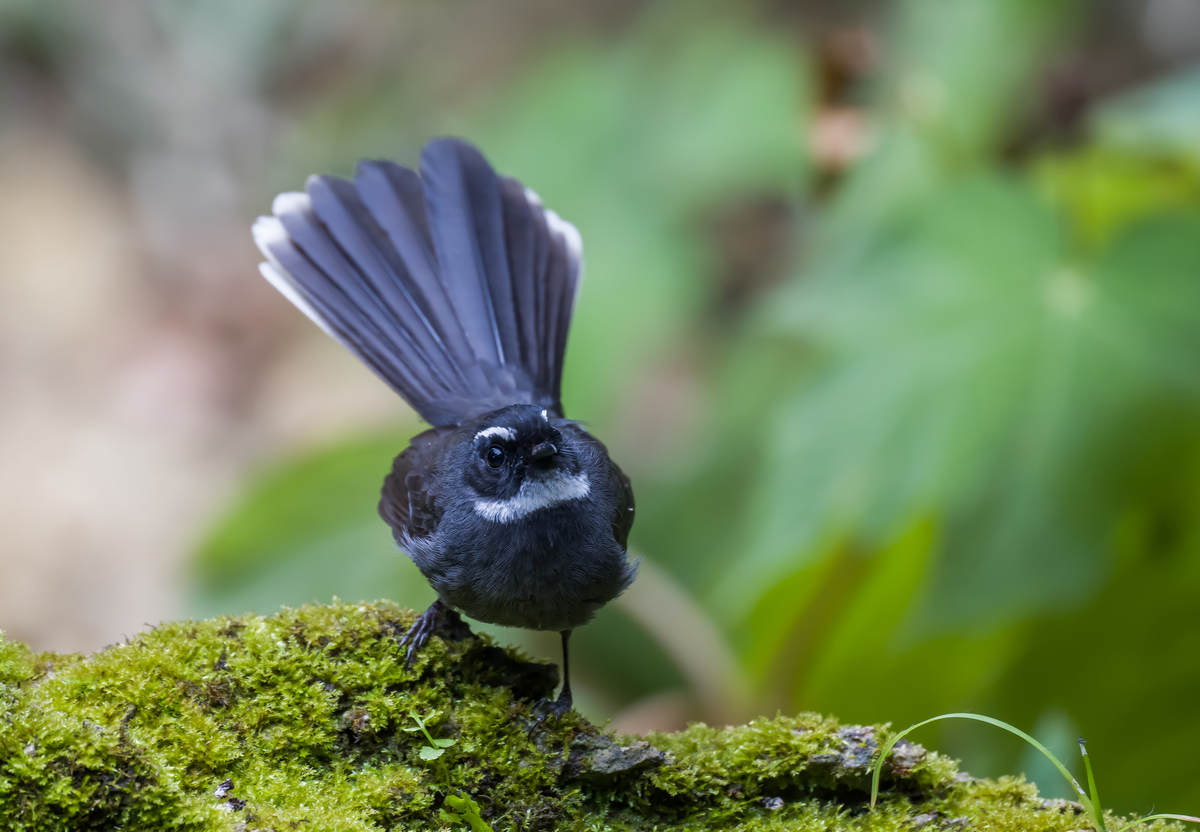 Birding Nonggang, Guangxi, China - part 2 - 10,000 Birds