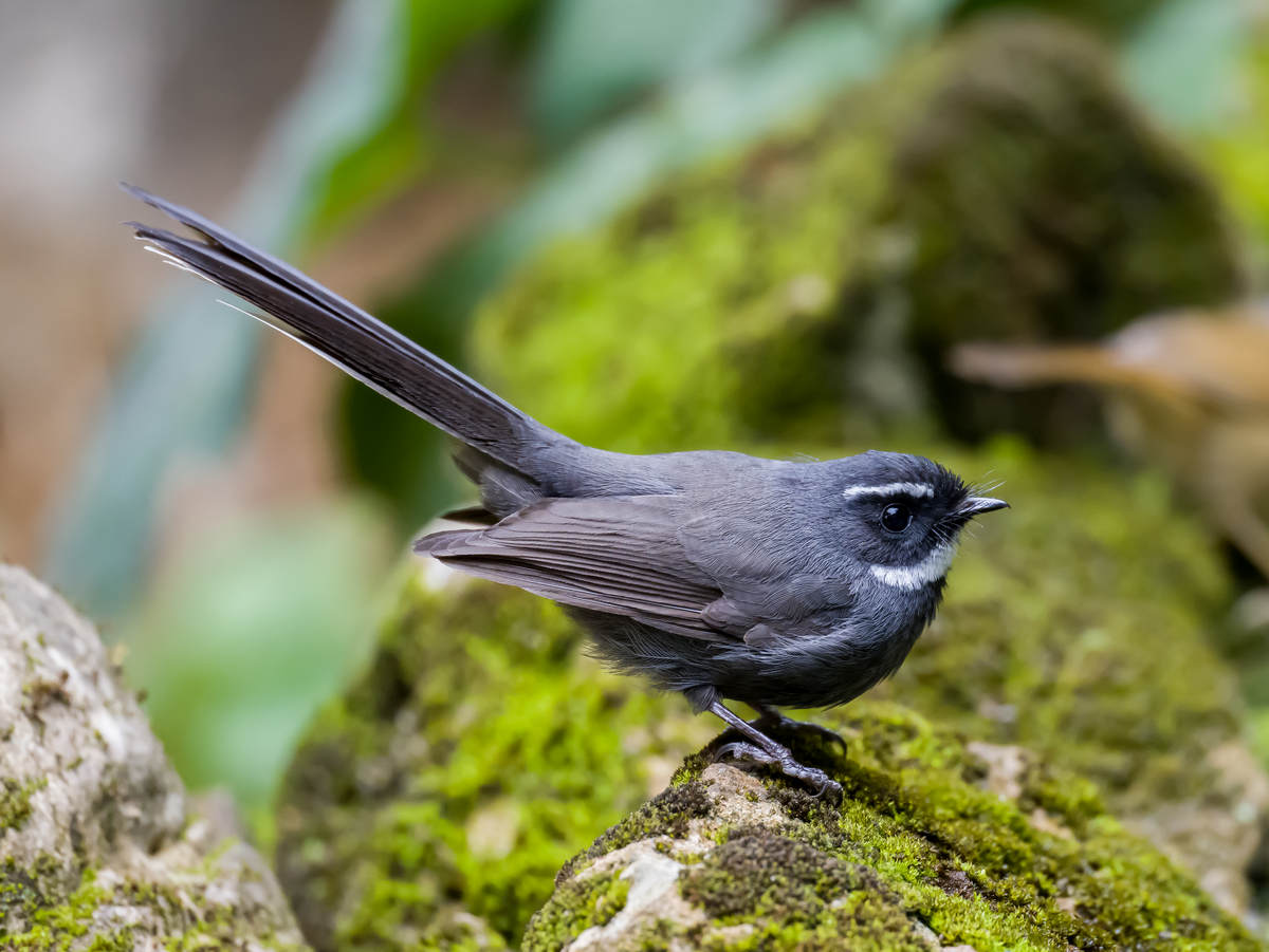 Birding Nonggang, Guangxi, China - part 2 - 10,000 Birds