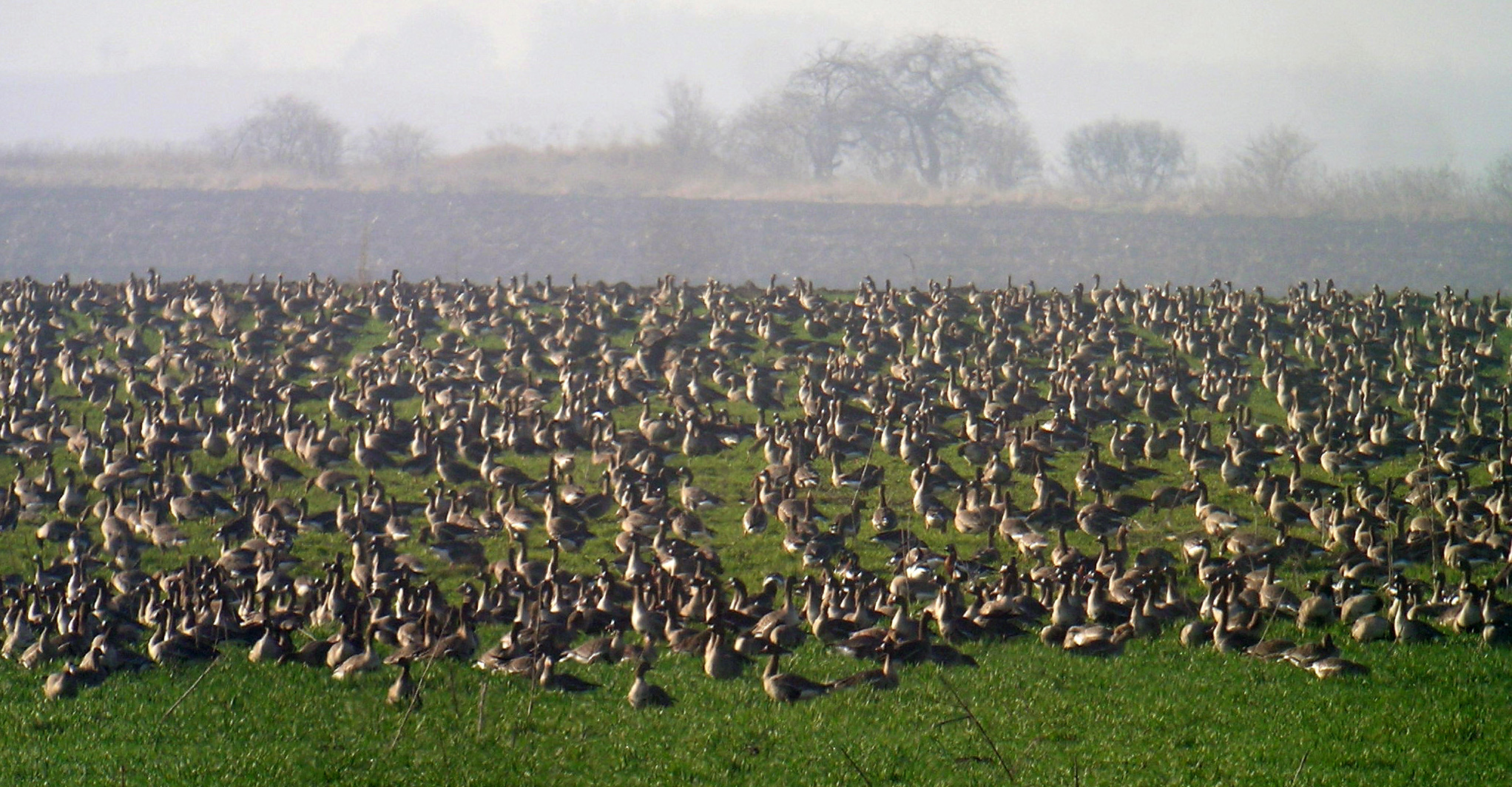 The World’s Most Beautiful Goose? - 10,000 Birds