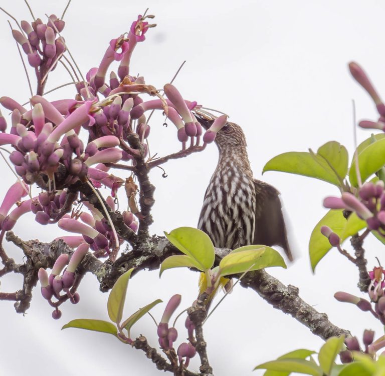 Birding Mount Kinabalu, Sabah, Borneo - 10,000 Birds