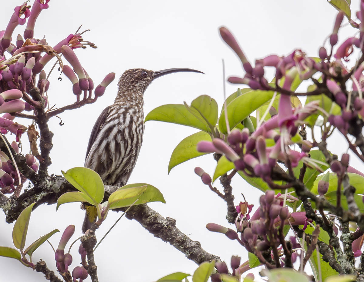Birding Mount Kinabalu, Sabah, Borneo - 10,000 Birds