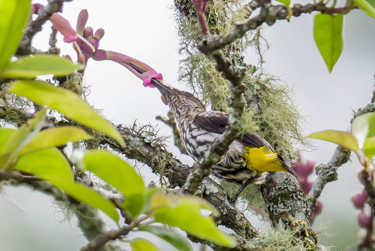 Birding Mount Kinabalu, Sabah, Borneo - 10,000 Birds