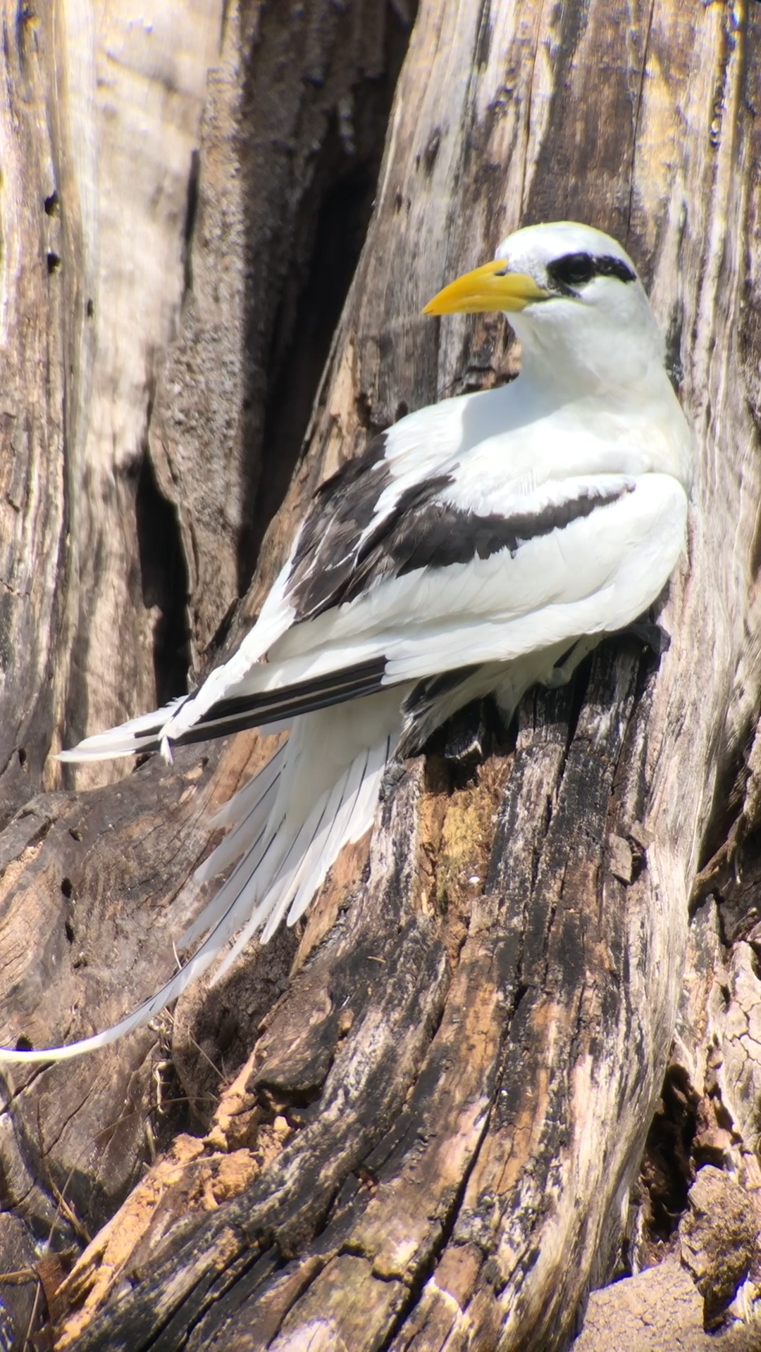A guide to the birds of St Helena and Ascension Island - An archetype ...