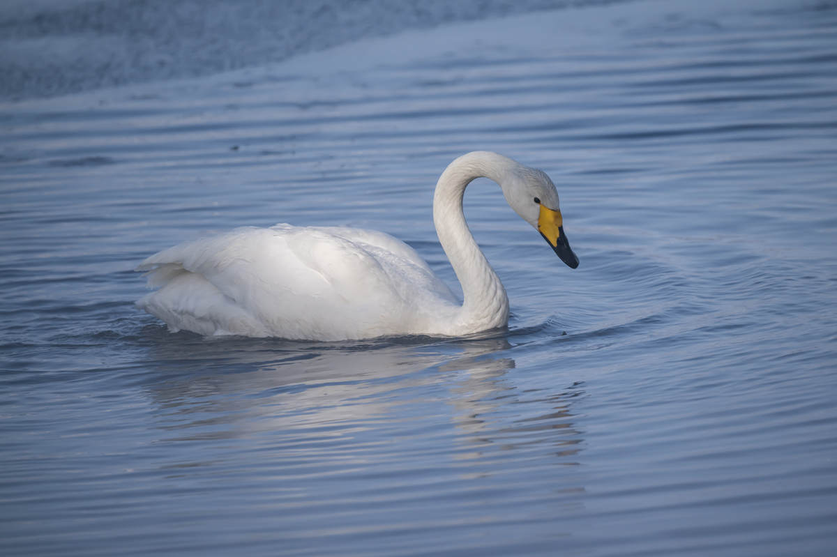Whooper Swans at Lake Kussharo, Hokkaido - PetsBlogLive