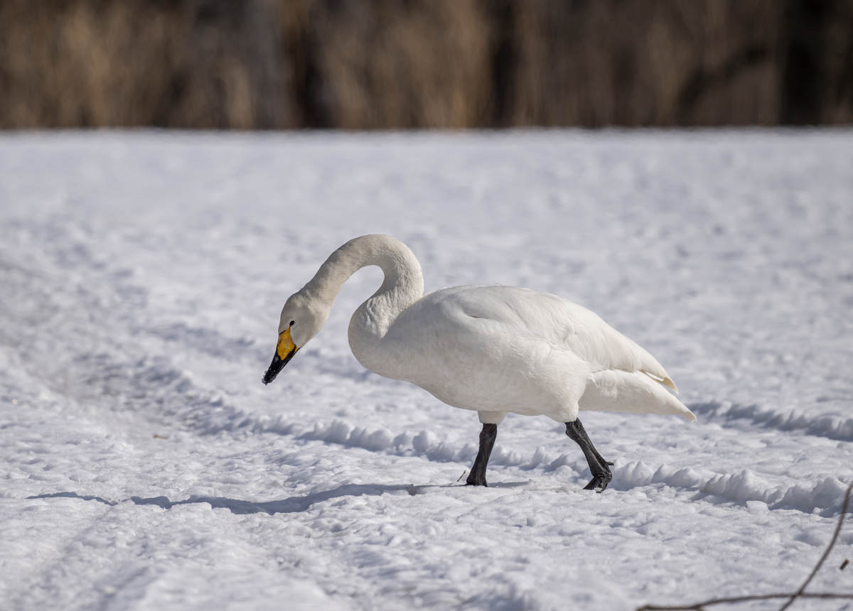Whooper Swans at Lake Kussharo, Hokkaido - 10,000 Birds