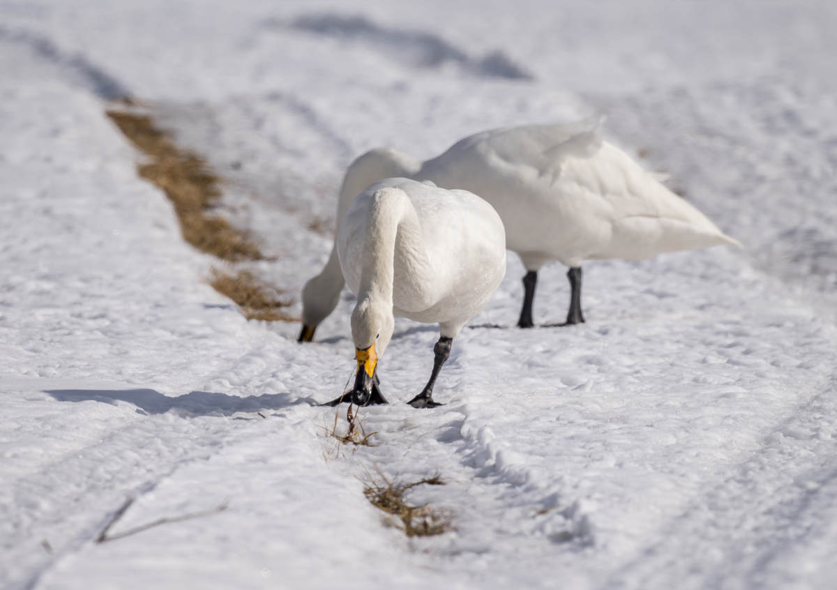 Whooper Swans at Lake Kussharo, Hokkaido - 10,000 Birds