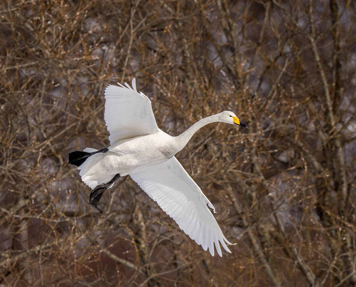 Whooper Swans at Lake Kussharo, Hokkaido - 10,000 Birds