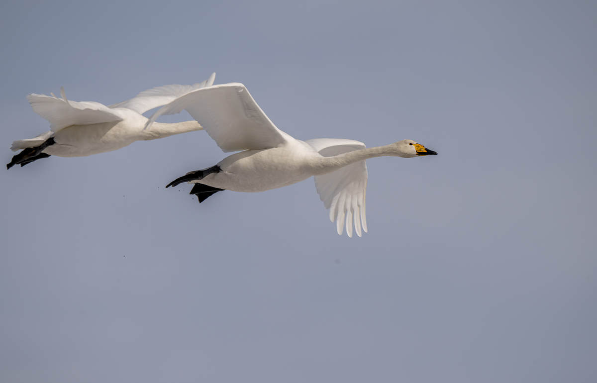 Whooper Swans at Lake Kussharo, Hokkaido - 10,000 Birds