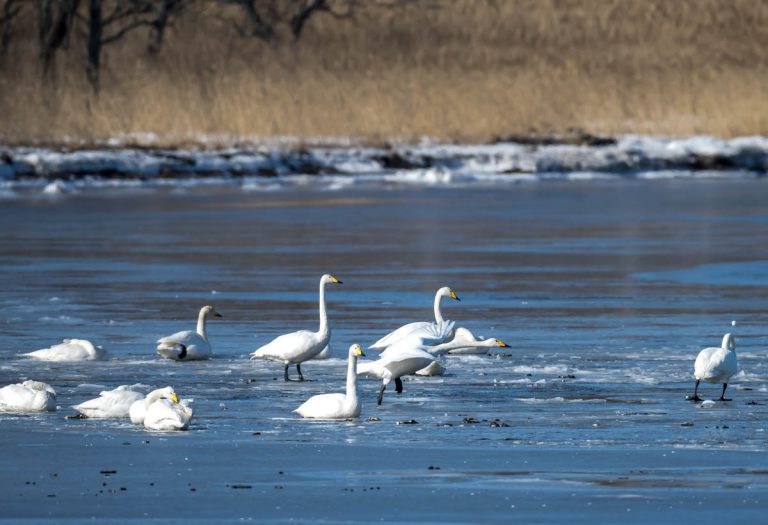 Whooper Swans at Lake Kussharo, Hokkaido - 10,000 Birds