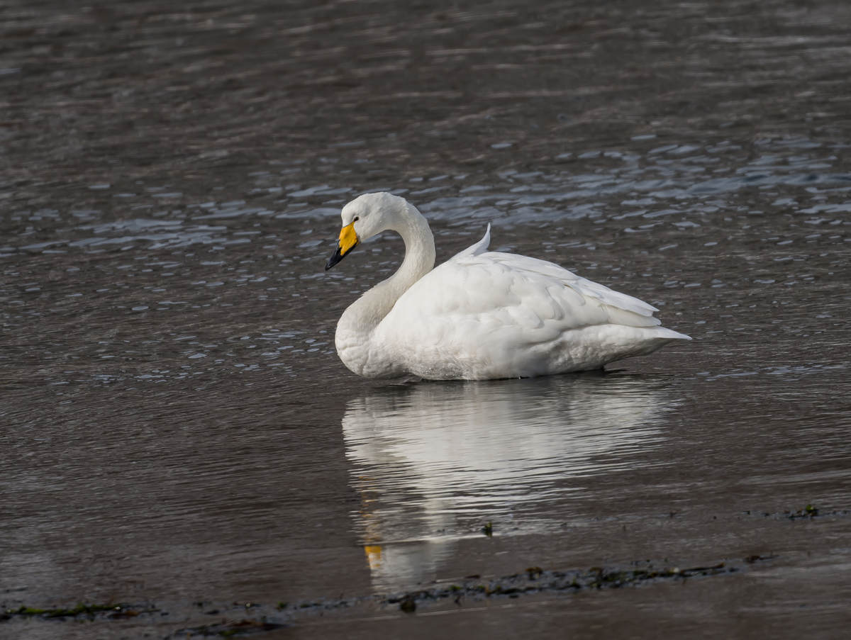 Whooper Swans at Lake Kussharo, Hokkaido - 10,000 Birds