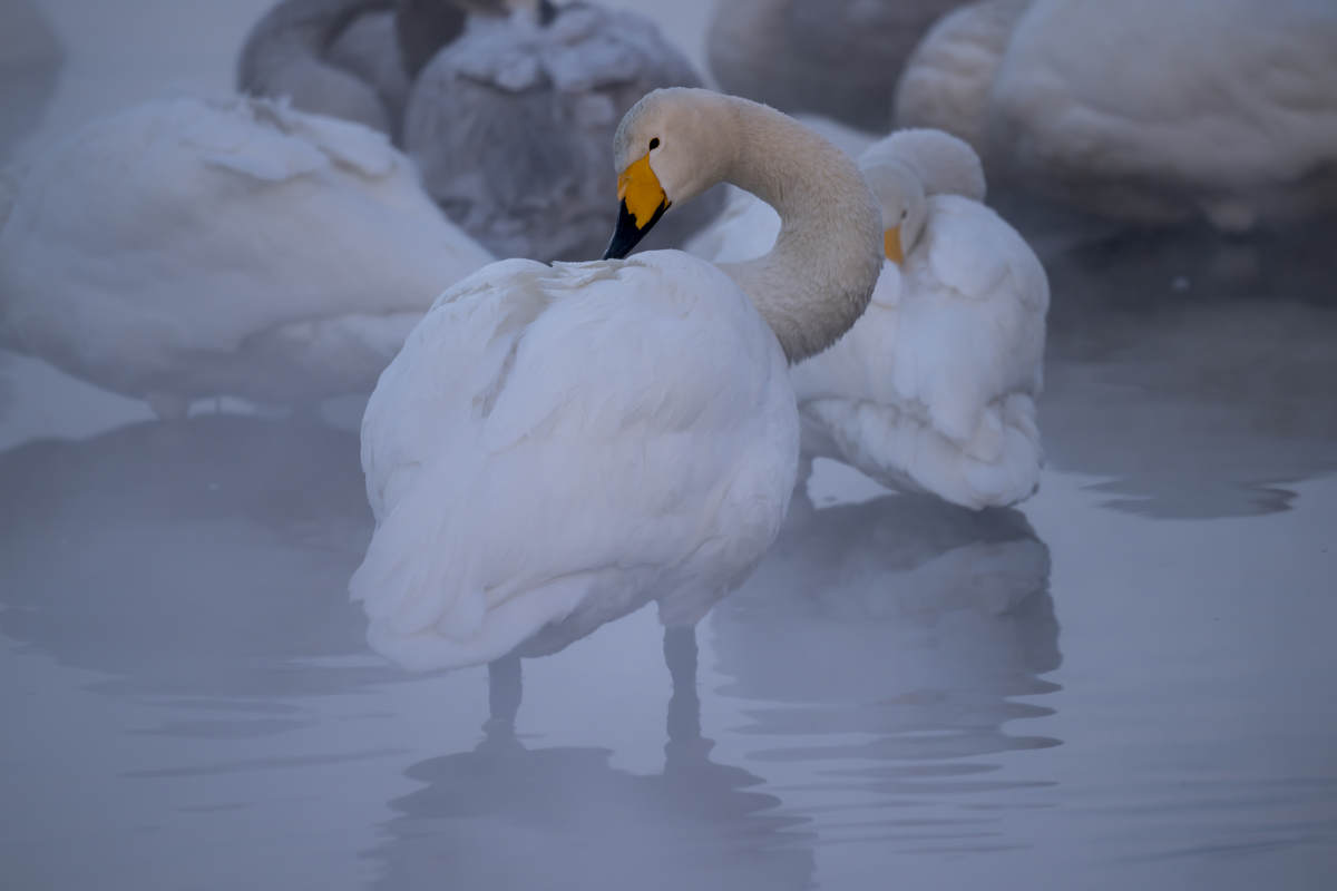 Whooper Swans at Lake Kussharo, Hokkaido - 10,000 Birds