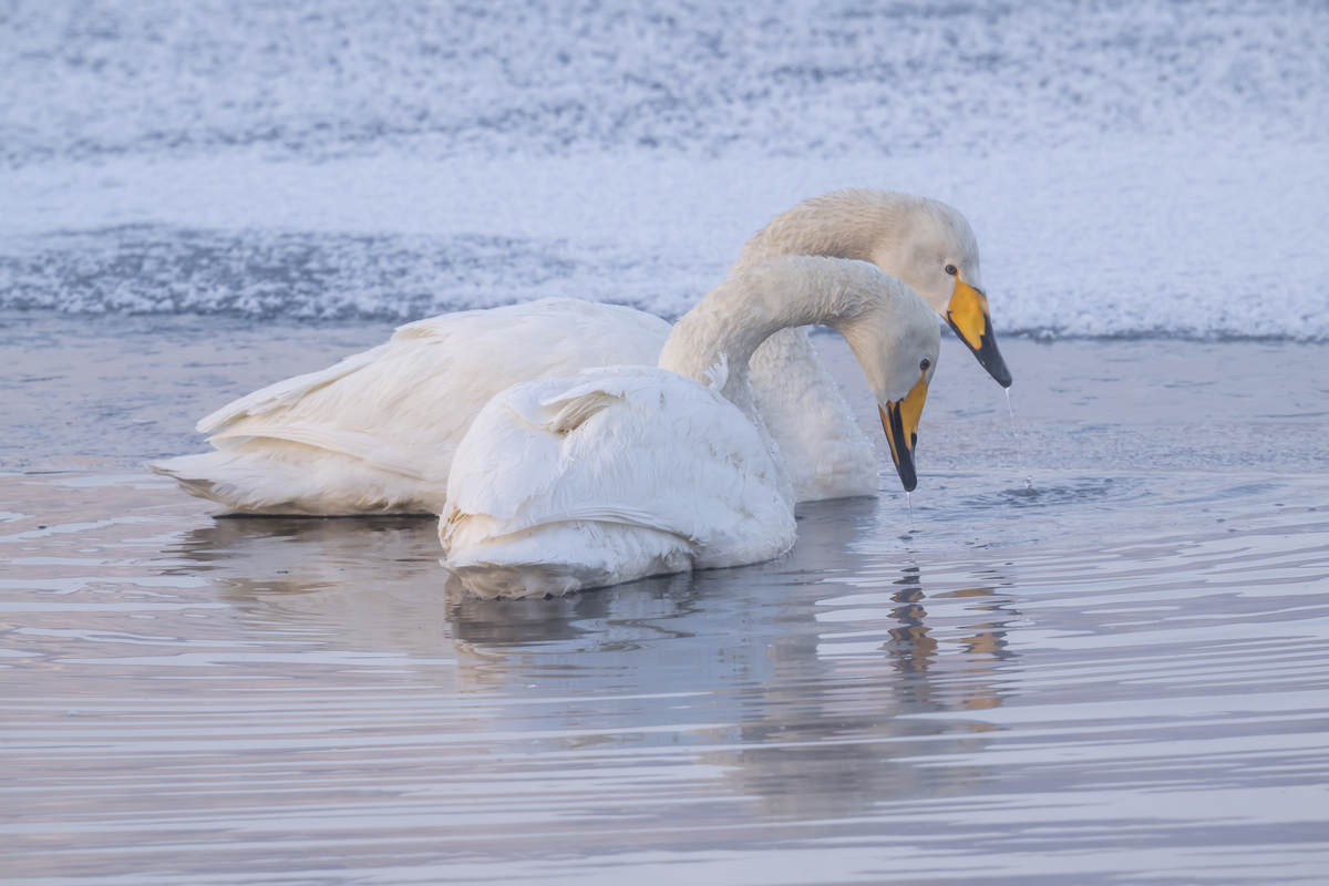 Whooper Swans at Lake Kussharo, Hokkaido - 10,000 Birds