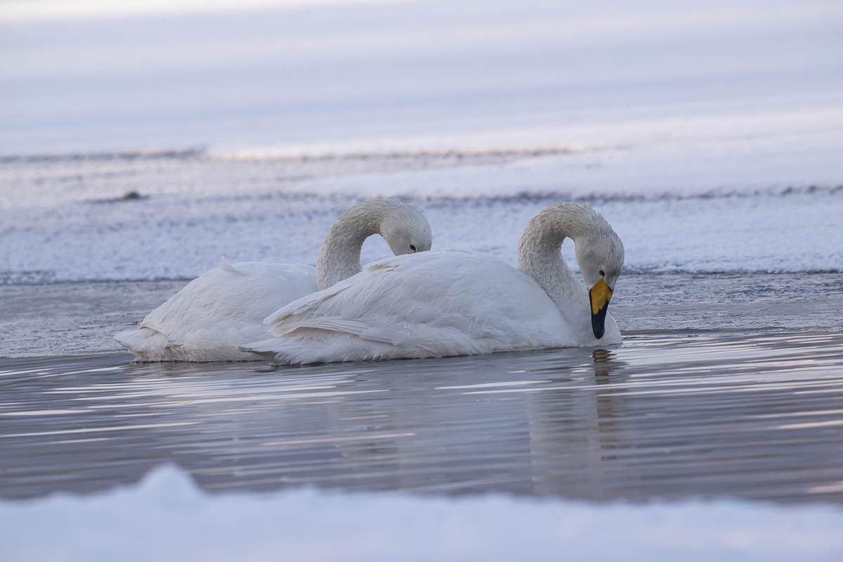 Whooper Swans at Lake Kussharo, Hokkaido - 10,000 Birds