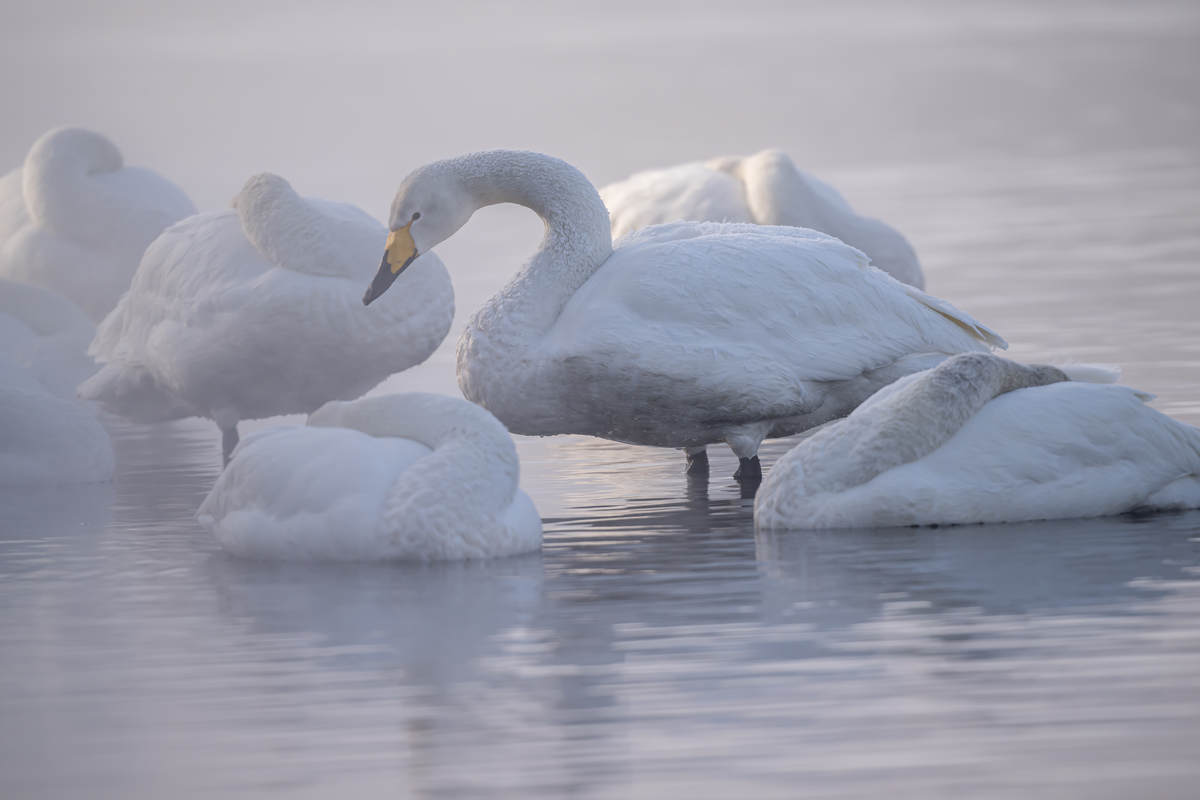 Whooper Swans at Lake Kussharo, Hokkaido - 10,000 Birds