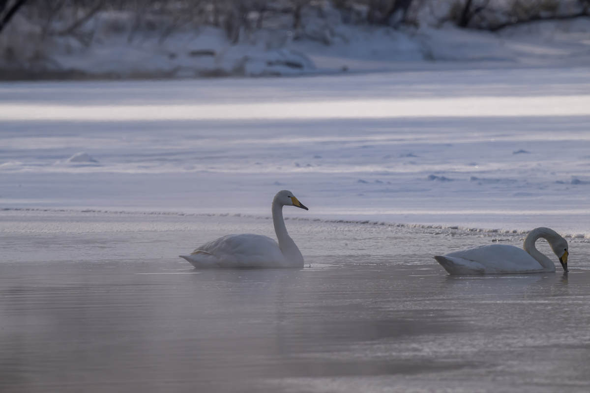 Whooper Swans at Lake Kussharo, Hokkaido - 10,000 Birds