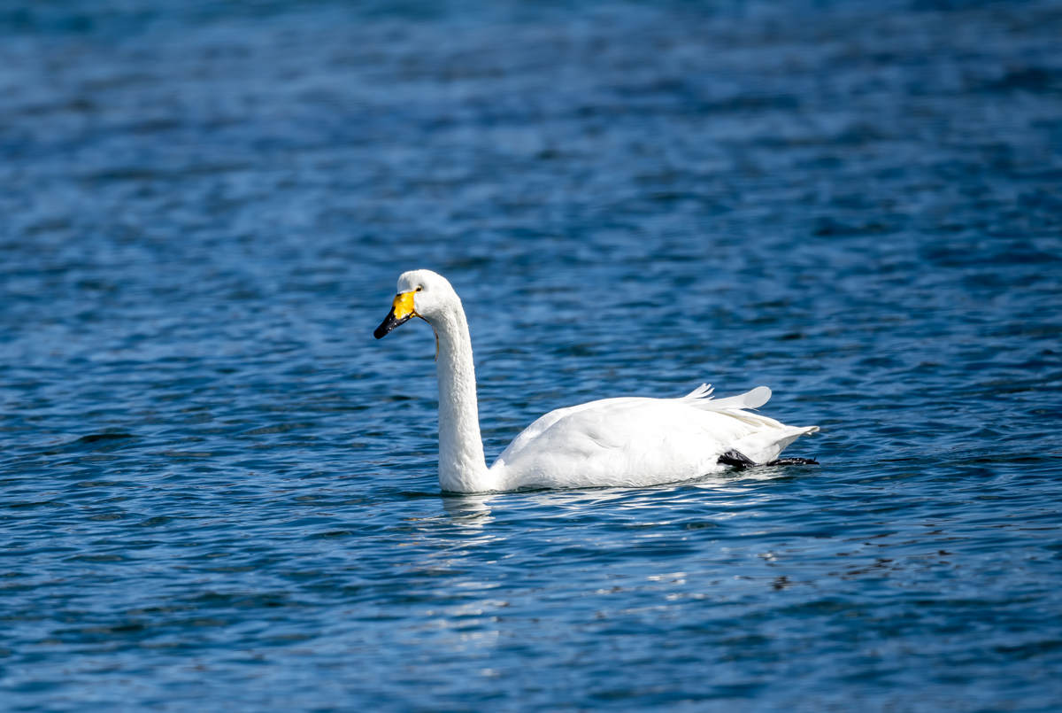 Whooper Swans at Lake Kussharo, Hokkaido - 10,000 Birds