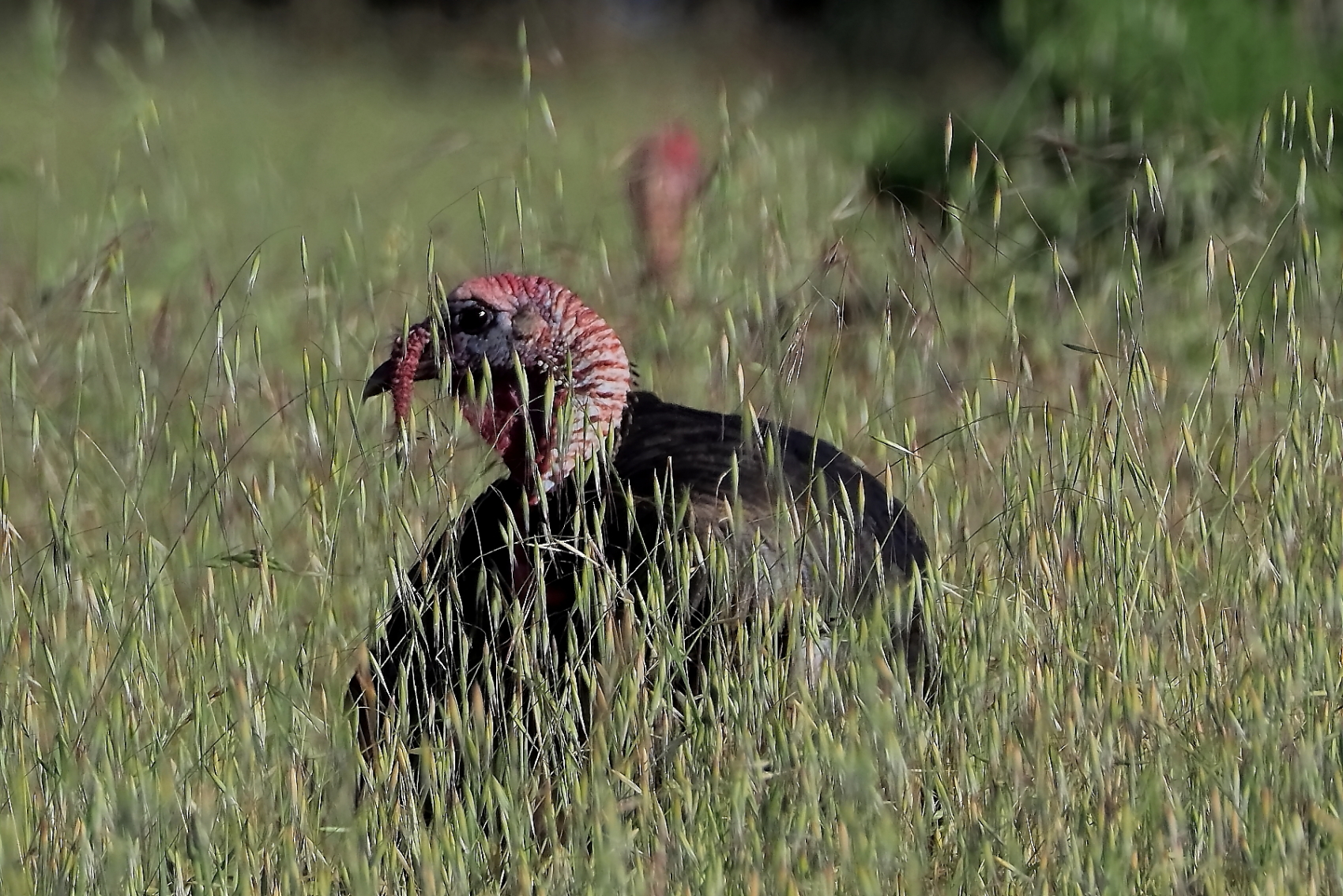 My Old Stomping Grounds - 10,000 Birds