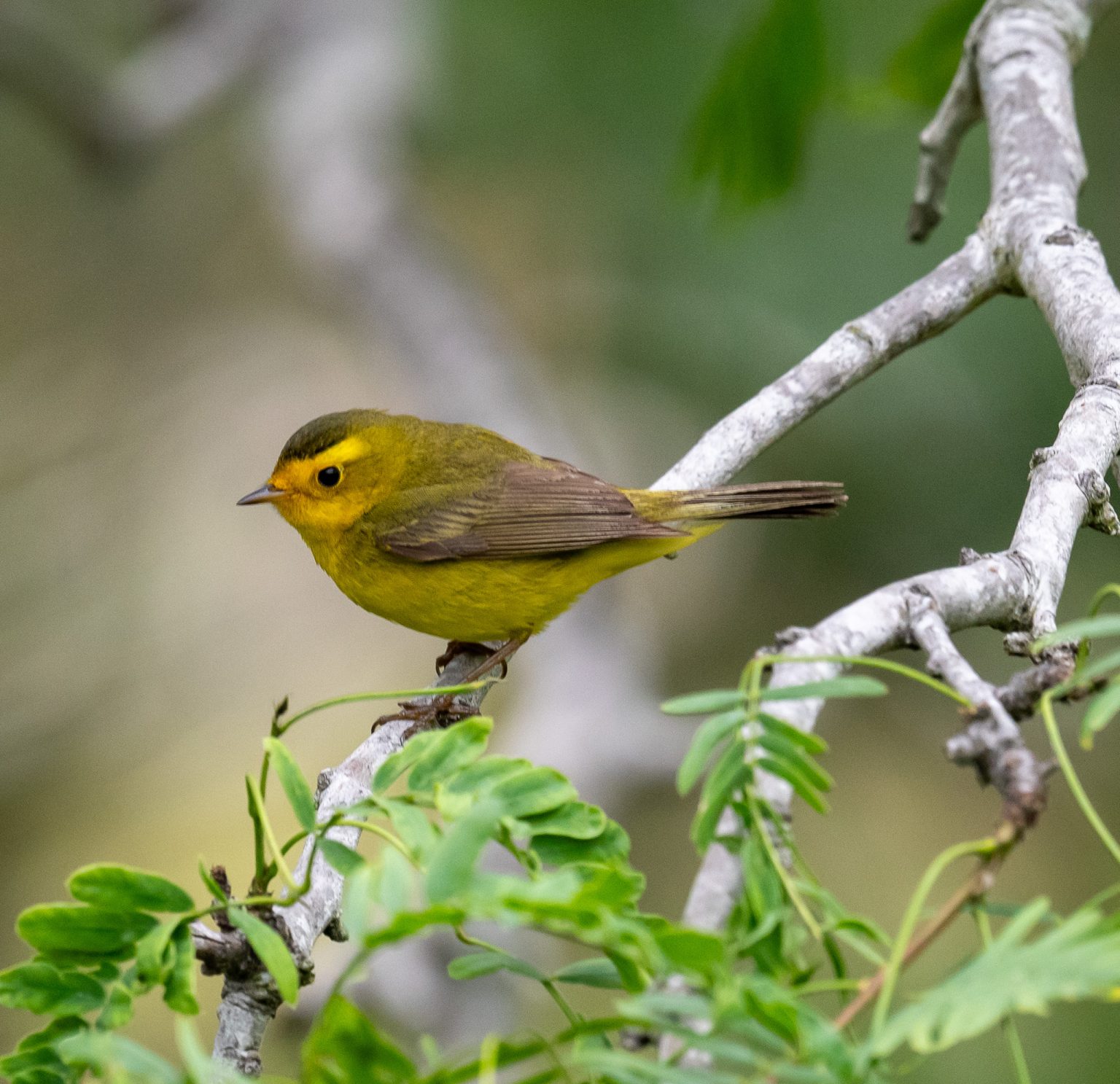 Spring Migration on South Padre Island, Texas - 10,000 Birds