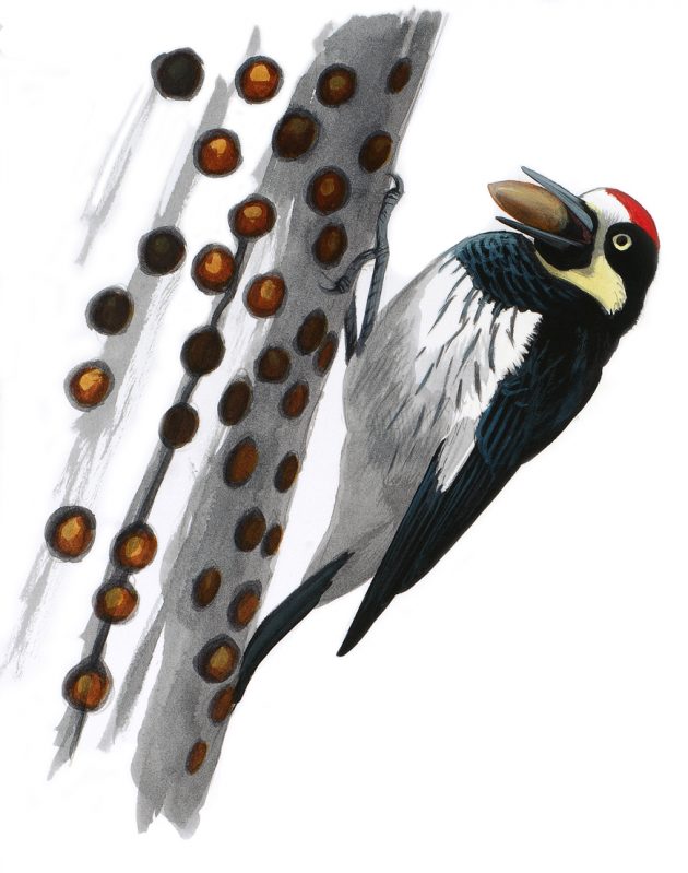 What It’s Like to Be a Bird: A Review of the New Sibley Book - 10,000 Birds