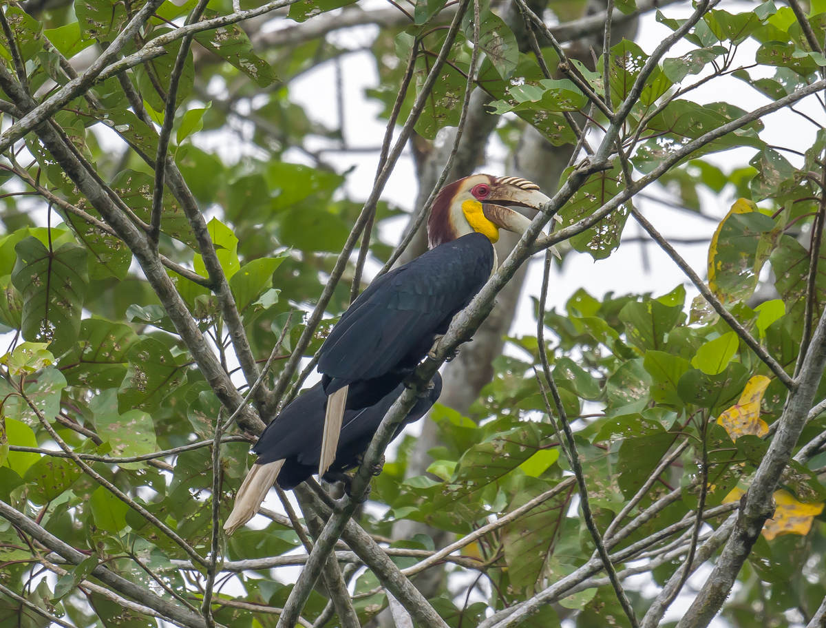 Hornbills of Sabah - 10,000 Birds