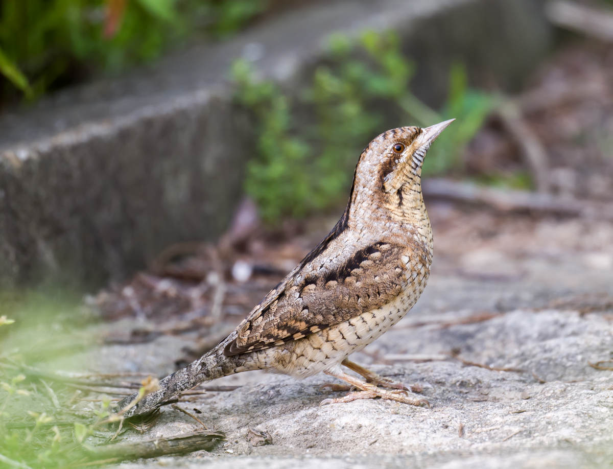 The Eurasian Wryneck - 10,000 Birds