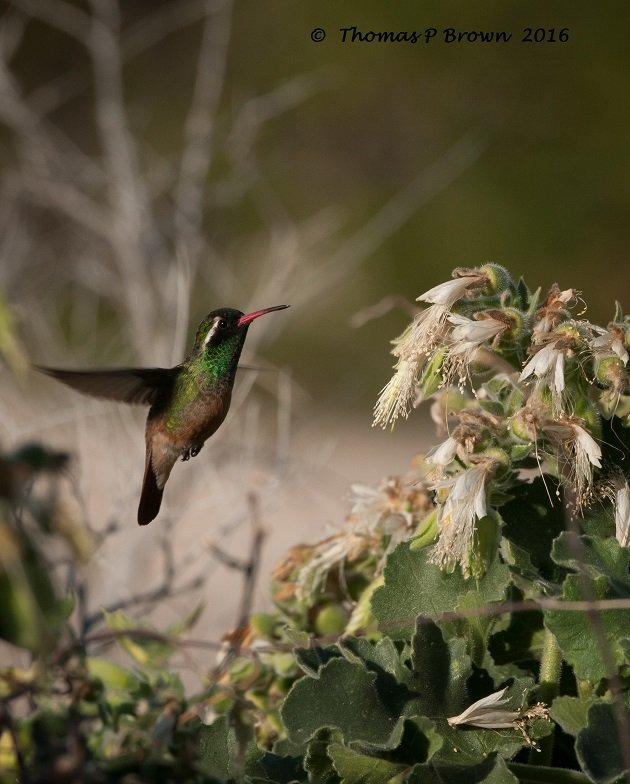 Mexican Hummingbirds - 10,000 Birds