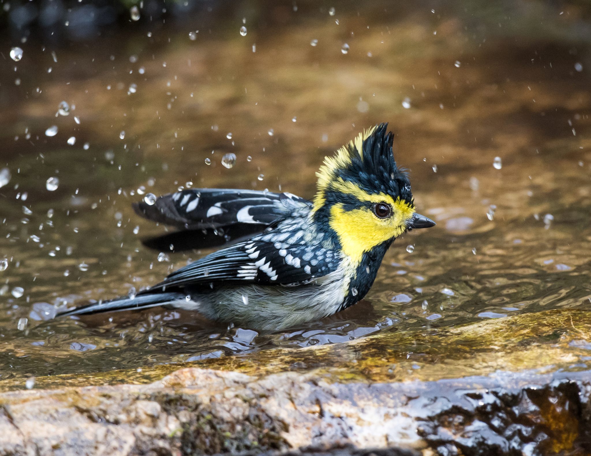 Wet Birds - 10,000 Birds