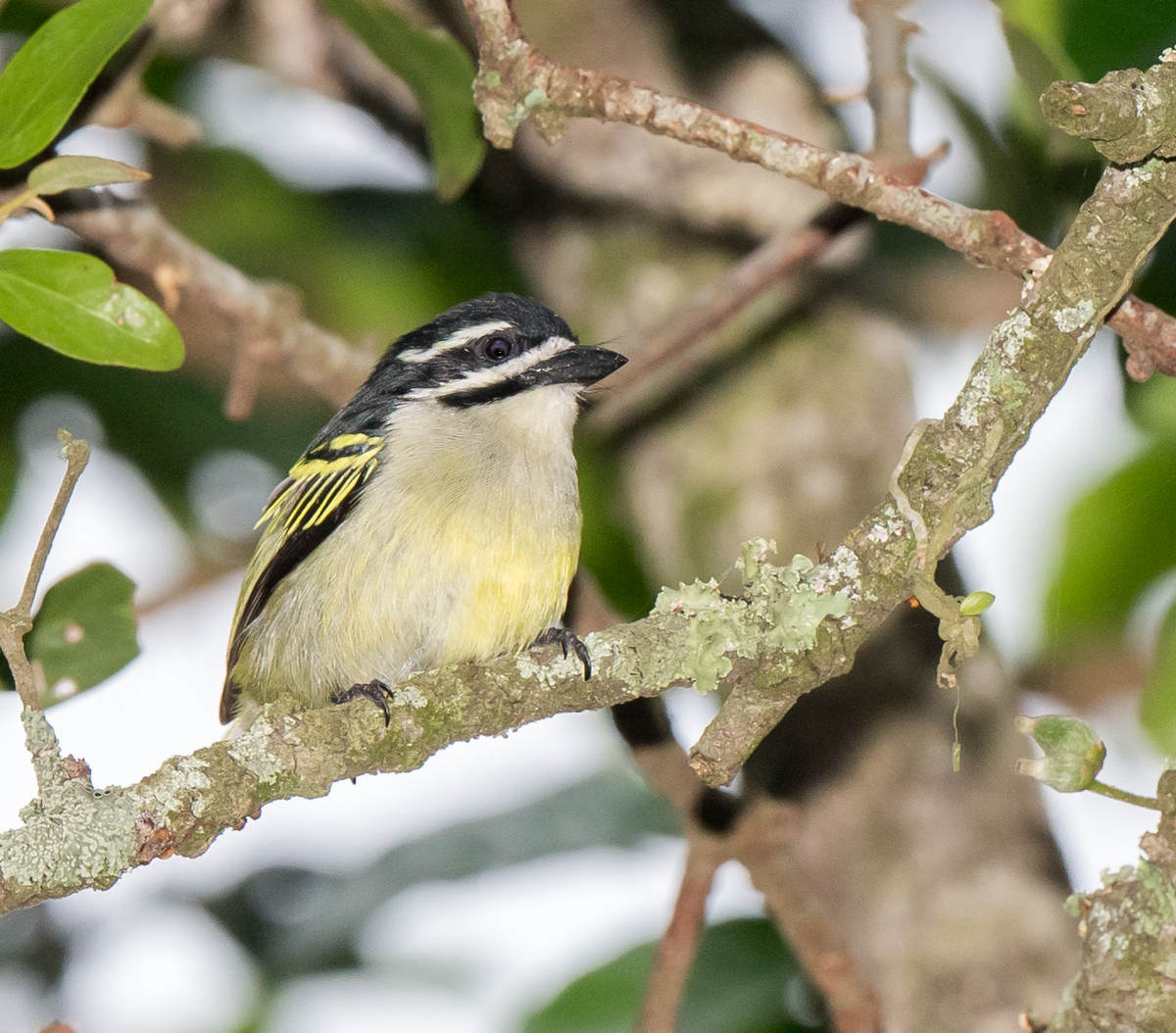 A few Barbets - 10,000 Birds
