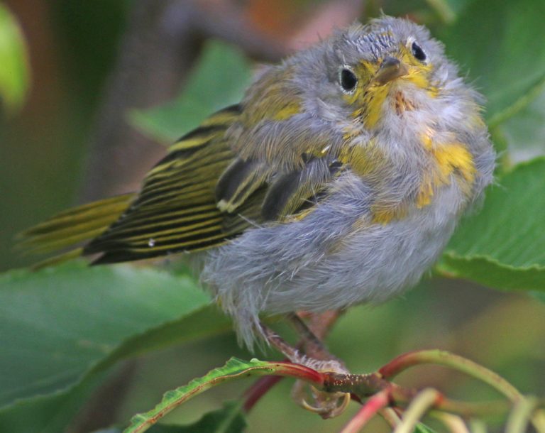 Fledgling Yellow Warblers at Jamaica Bay Wildlife Refuge - 10,000 Birds
