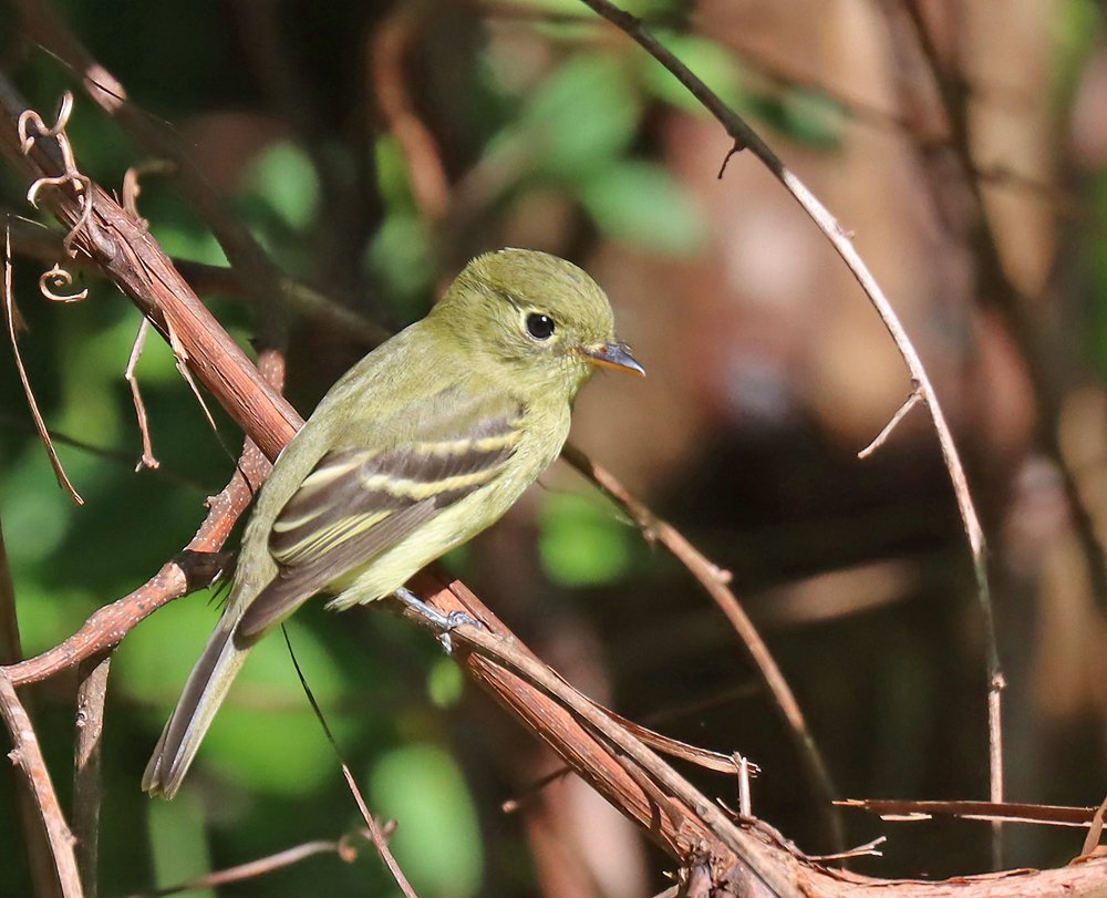 Best Bird of the Weekend (First of September 2021) - 10,000 Birds