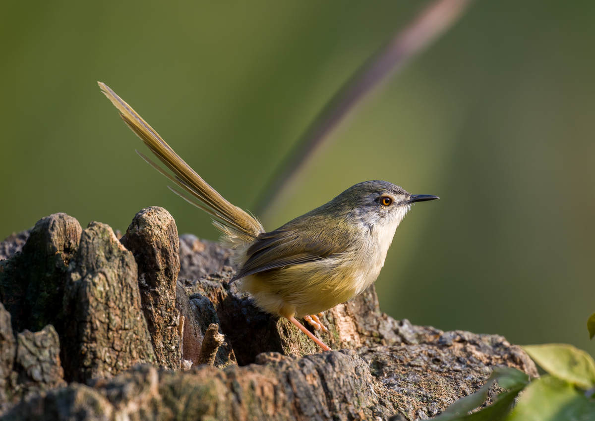Birding Nonggang, Guangxi, China - part 2 - 10,000 Birds