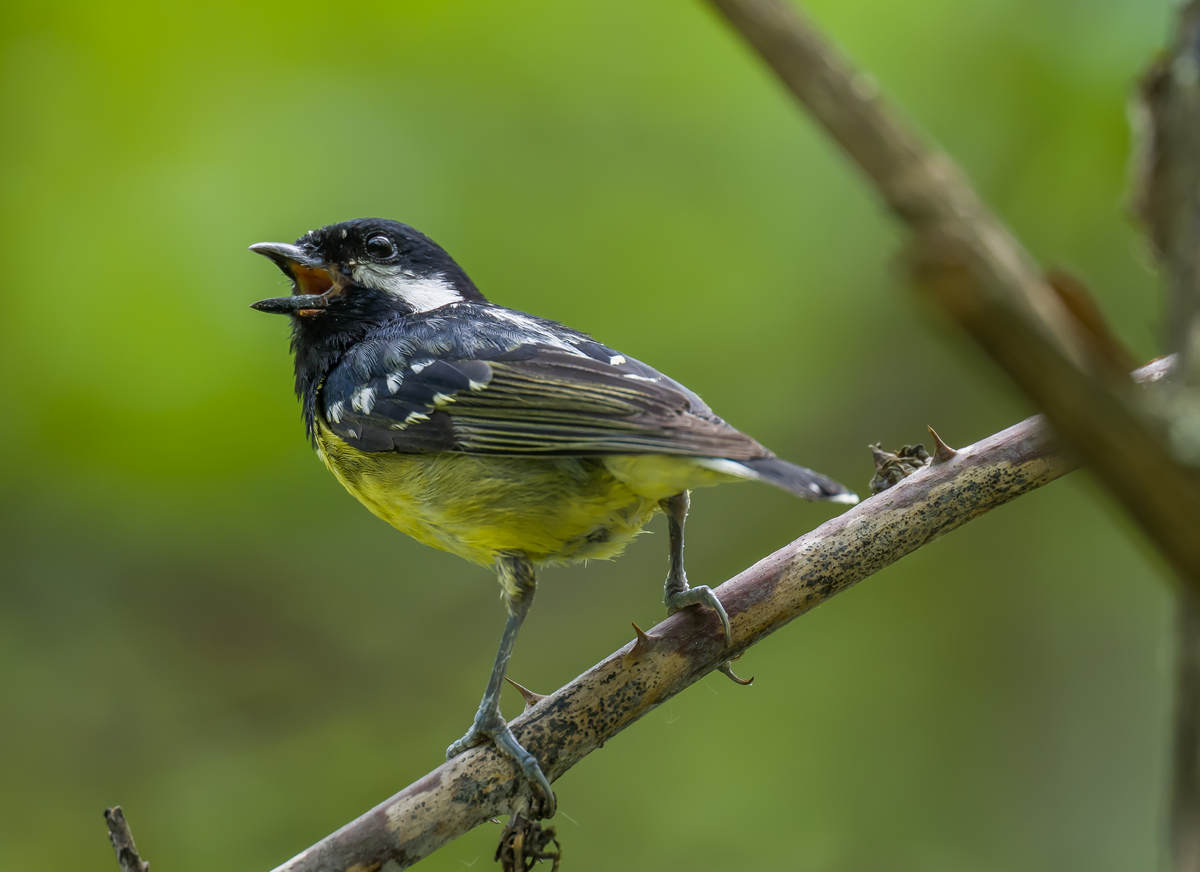 Birding the Wolongshan area in June 2023 - 10,000 Birds