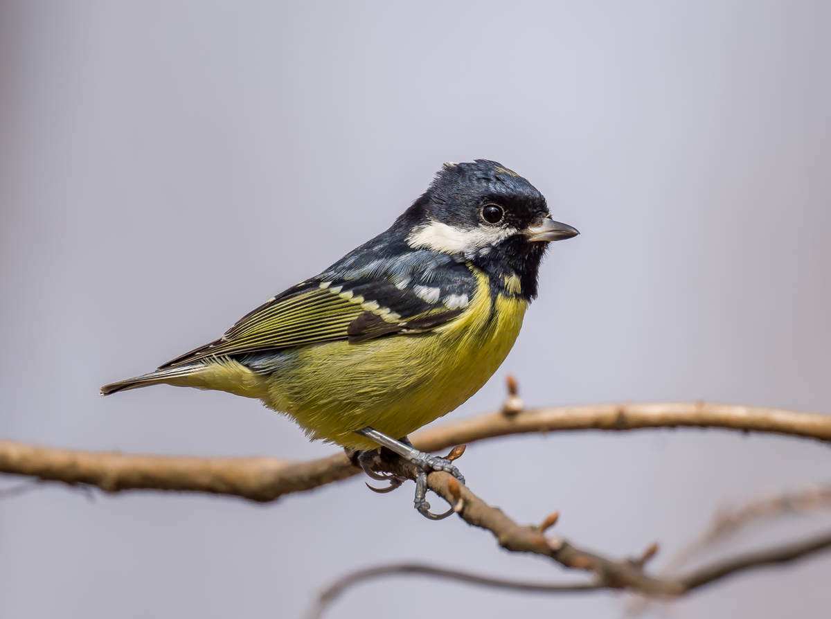 Birding Shanghai in February 2024 - 10,000 Birds