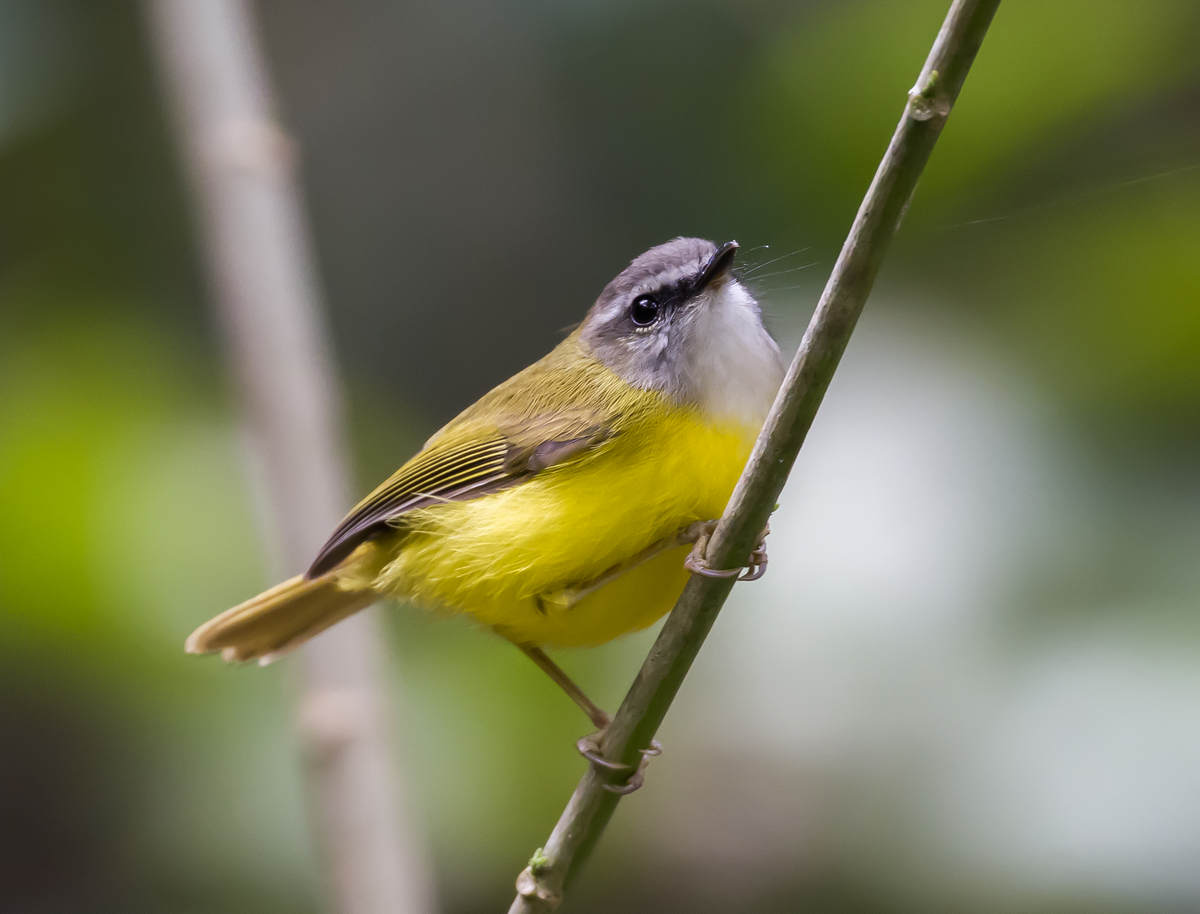 Birding Nonggang, Guangxi, China - part 2 - 10,000 Birds