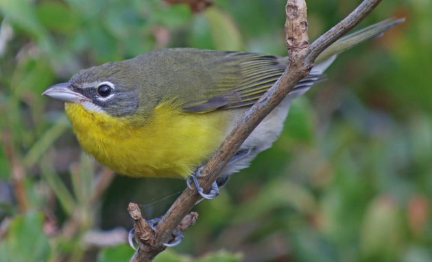 Best Bird of the Weekend (Last of September 2020) - 10,000 Birds