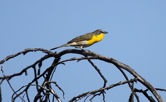 Back in Southern California - 10,000 Birds