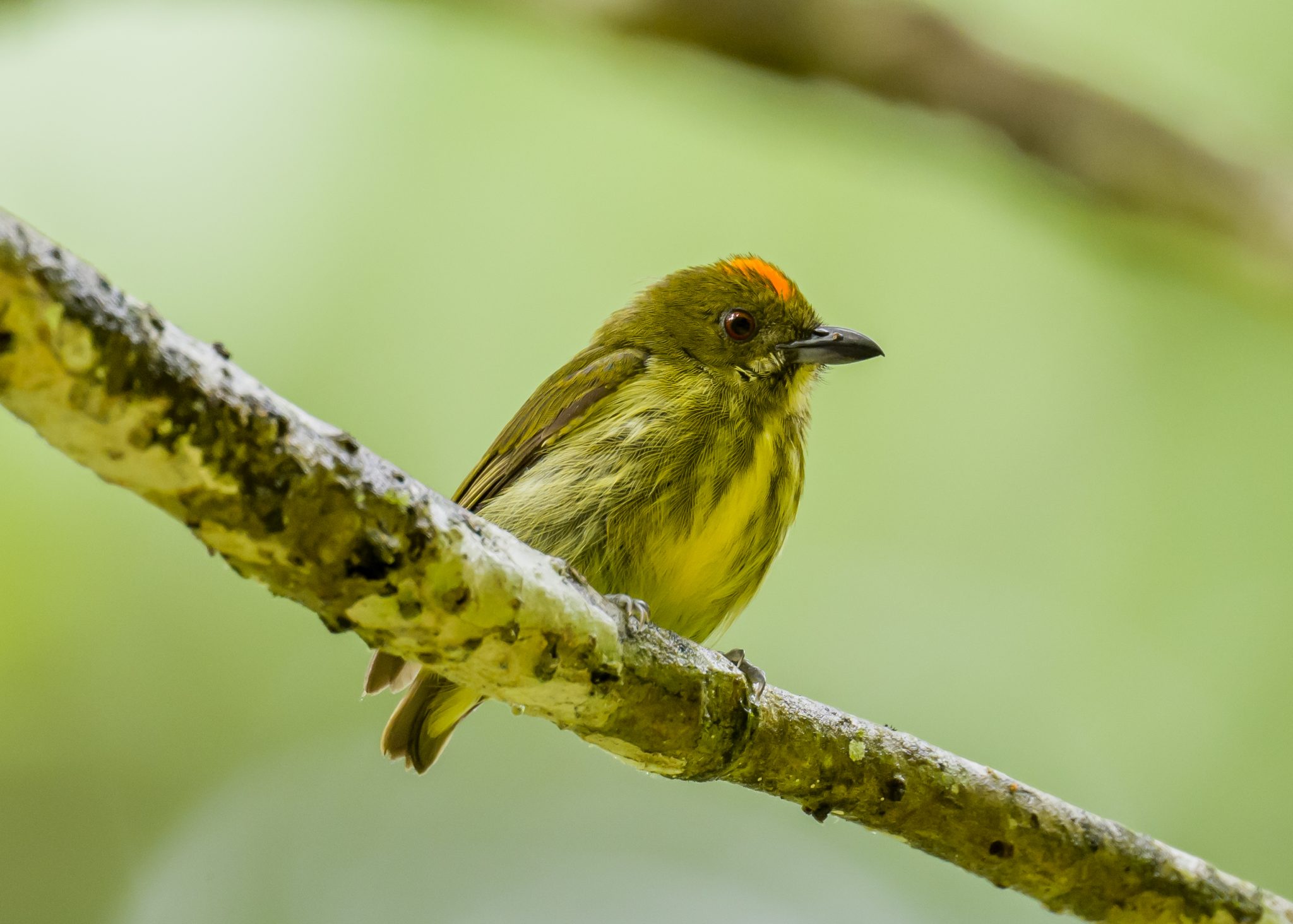 Birding Tabin, Sabah, Borneo - 10,000 Birds