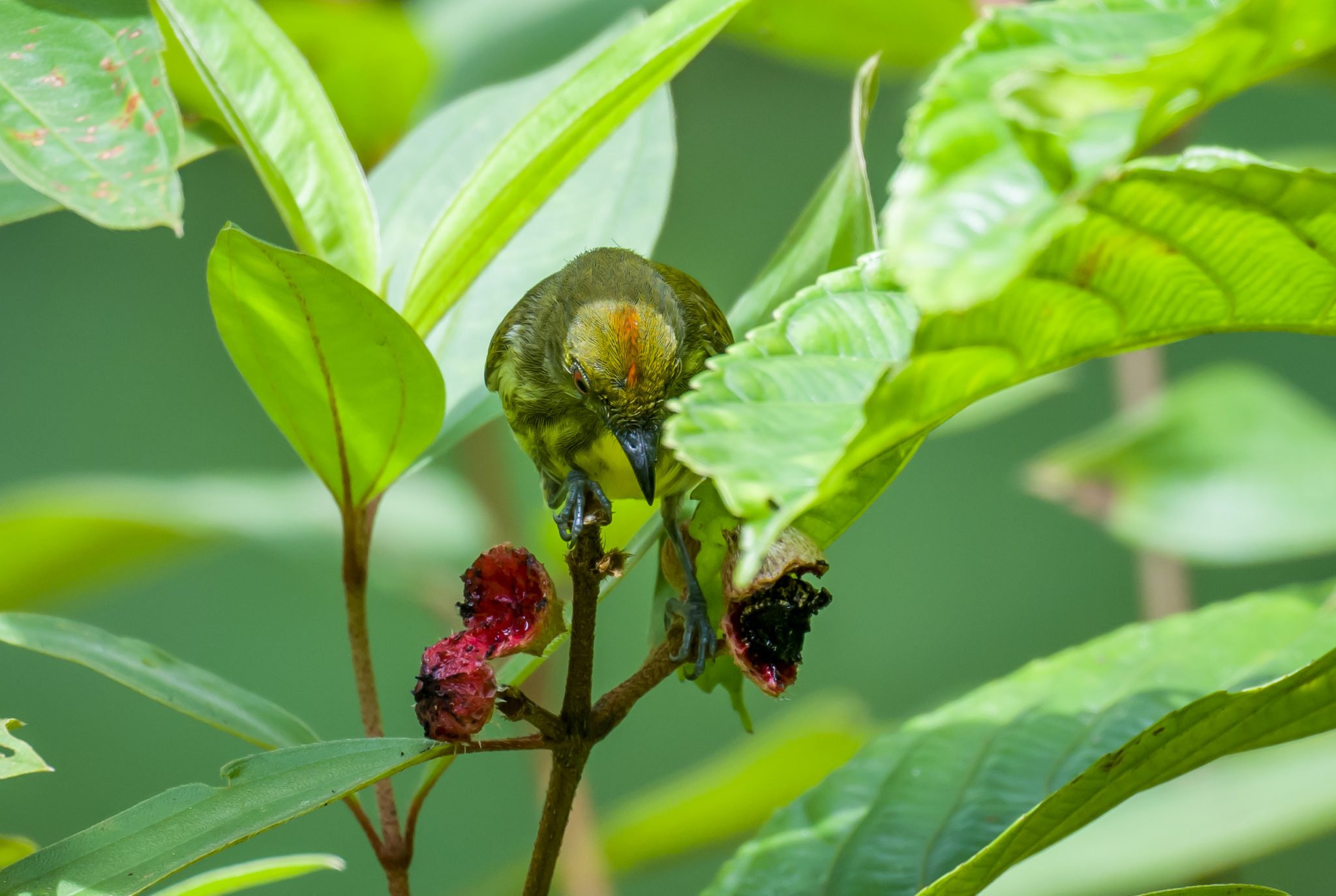 Birding Tabin, Sabah, Borneo - 10,000 Birds