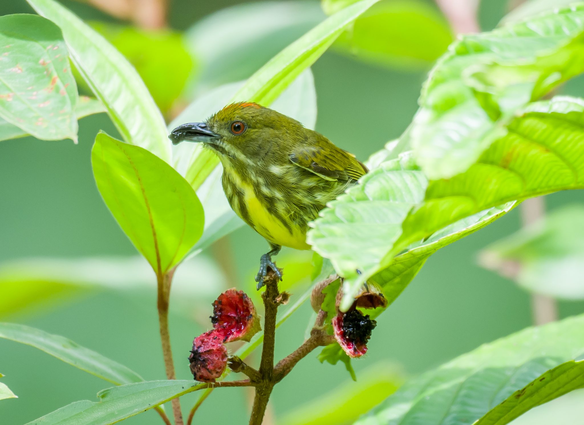 Birding Tabin, Sabah, Borneo - 10,000 Birds