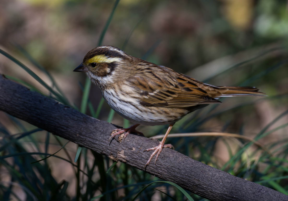 Birding Shanghai in February 2023 - 10,000 Birds