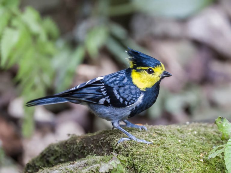 Birding Napo, Guangxi, China - part 2 - 10,000 Birds