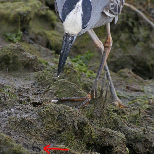 Yellow-crowned Night-Heron Eating Fiddler Crabs at the Marine Nature ...