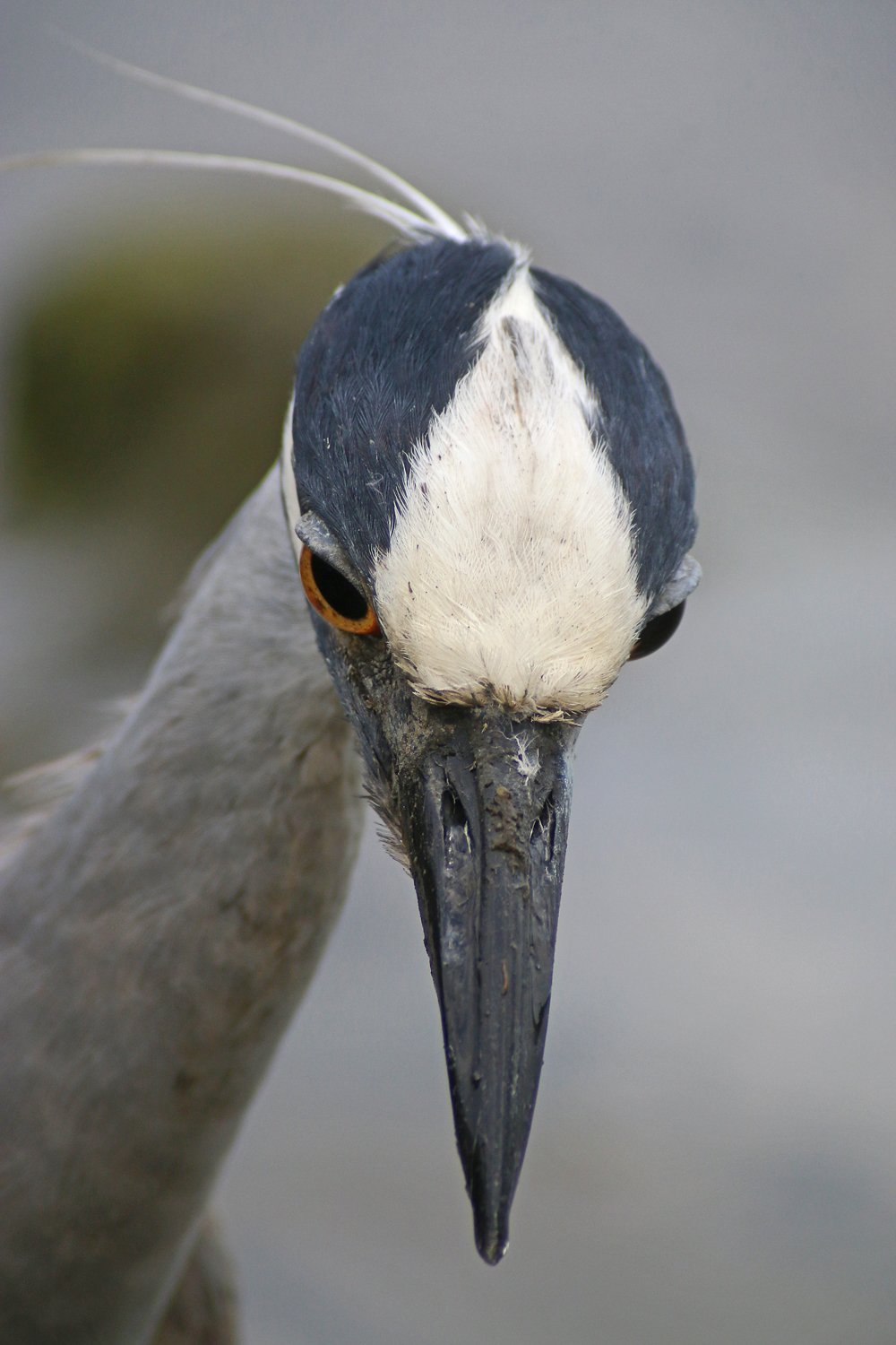 Yellow-crowned Night-Heron Eating Fiddler Crabs at the Marine Nature ...