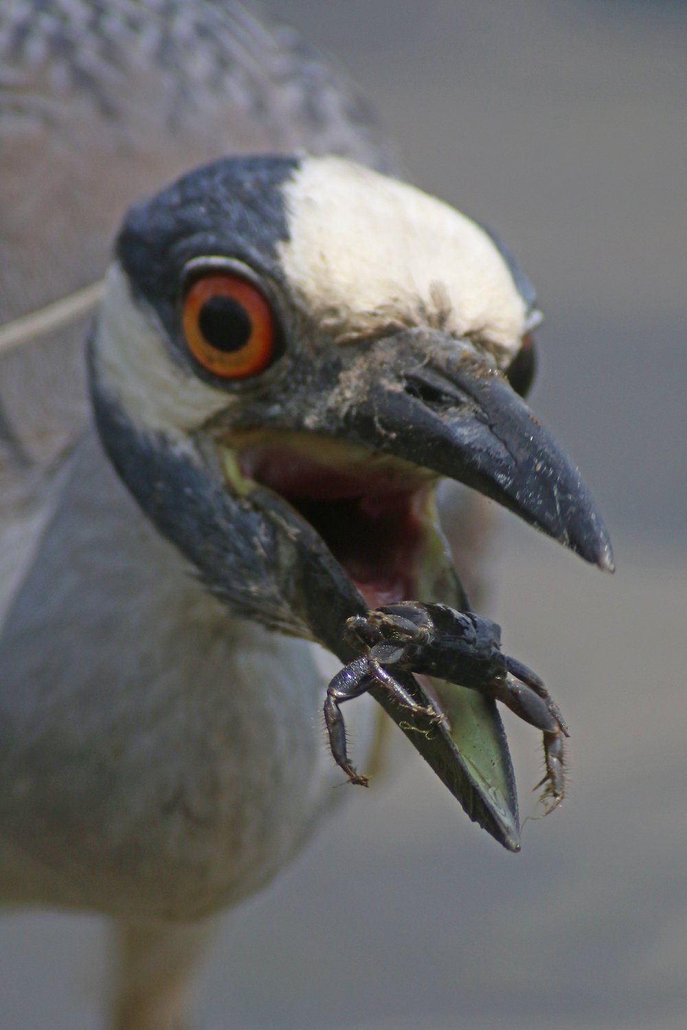 Yellow-crowned Night-Heron Eating Fiddler Crabs at the Marine Nature ...